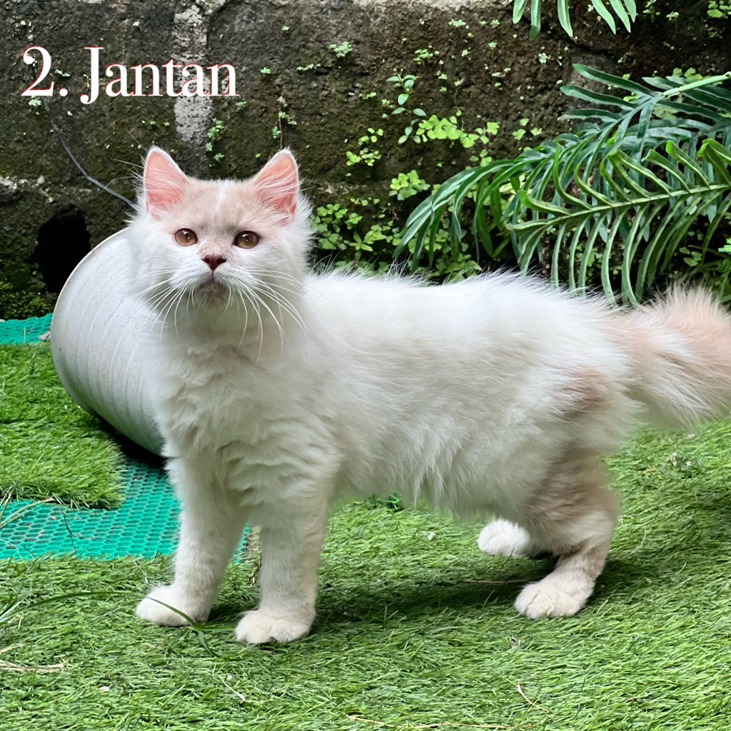 Jual kucing British longhair bicolor lilac jantan | Shopee Indonesia