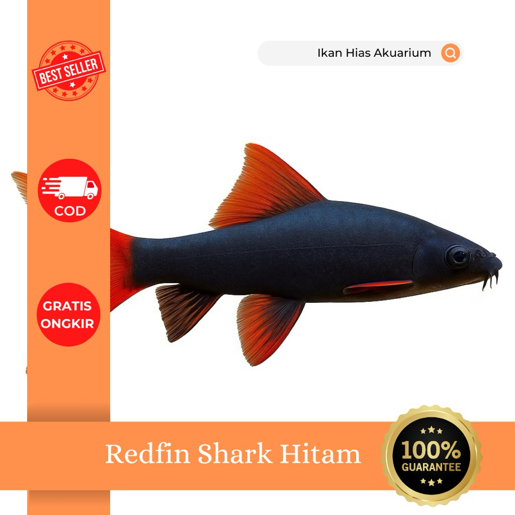 Jual Redfin Shark Hitam Hiasan Akuarium Cantik | Shopee Indonesia