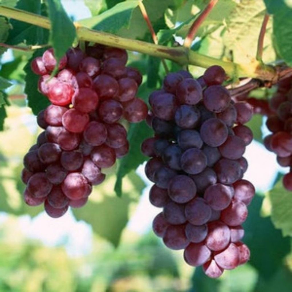 Jual Tanaman Anggur Lokal Super (Vitis Vinifera) / Anggur Lokal Siap ...