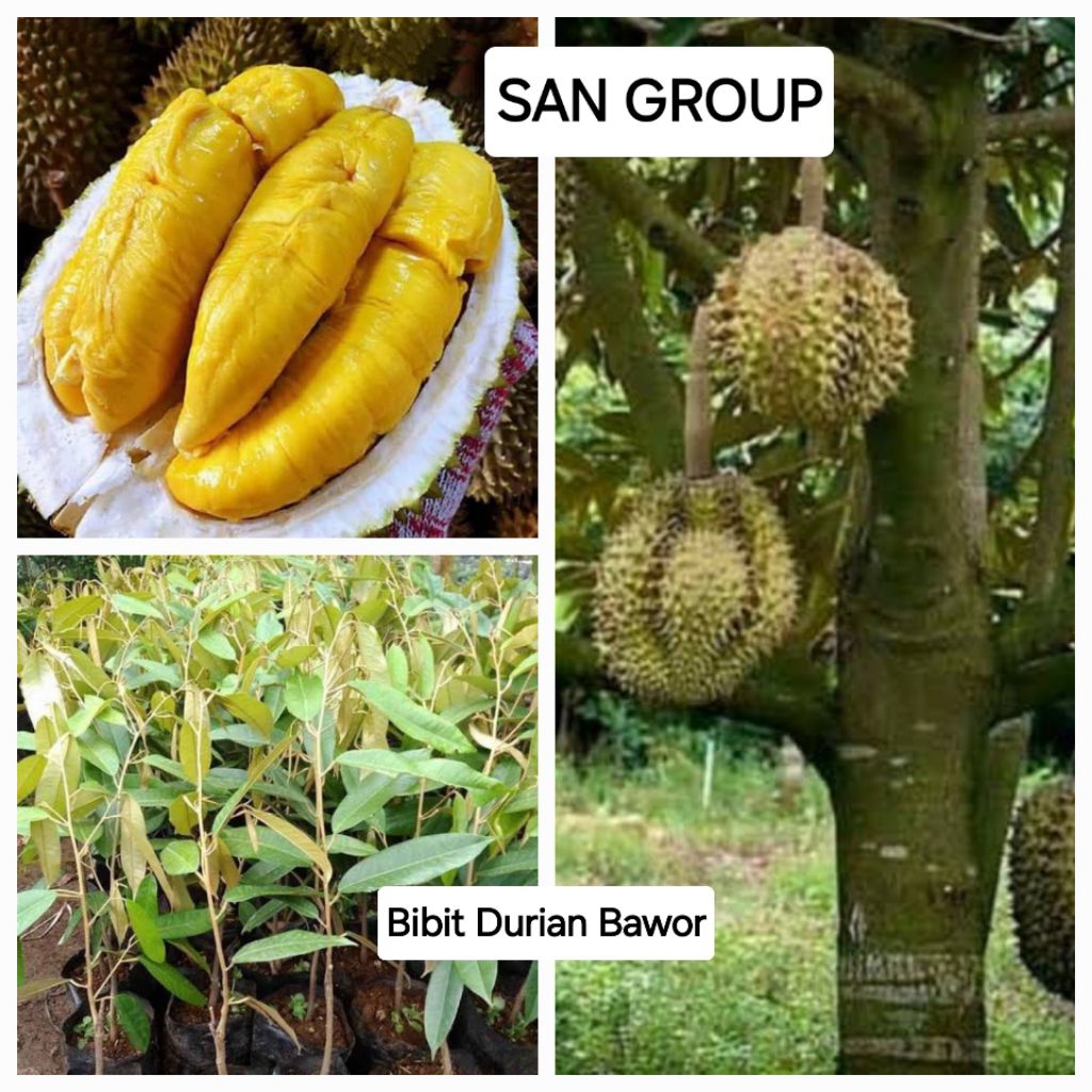 Jual Pohon Bibit Durian Bawor Unggul Genjah Cepat Berbuah Bergaransi | Shopee Indonesia