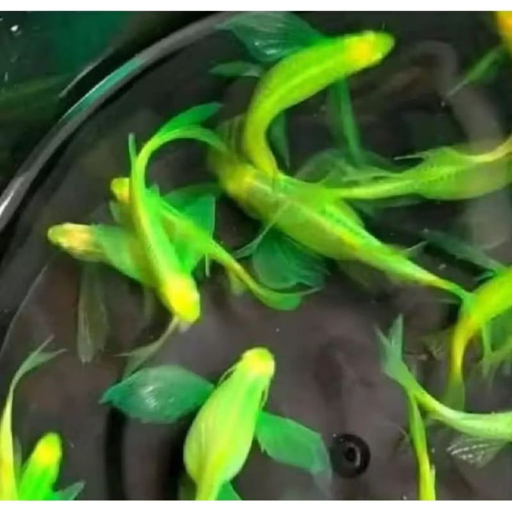 Jual DEKORASI DANIO SLAYER INDUKAN (1 PASANG ) | Shopee Indonesia