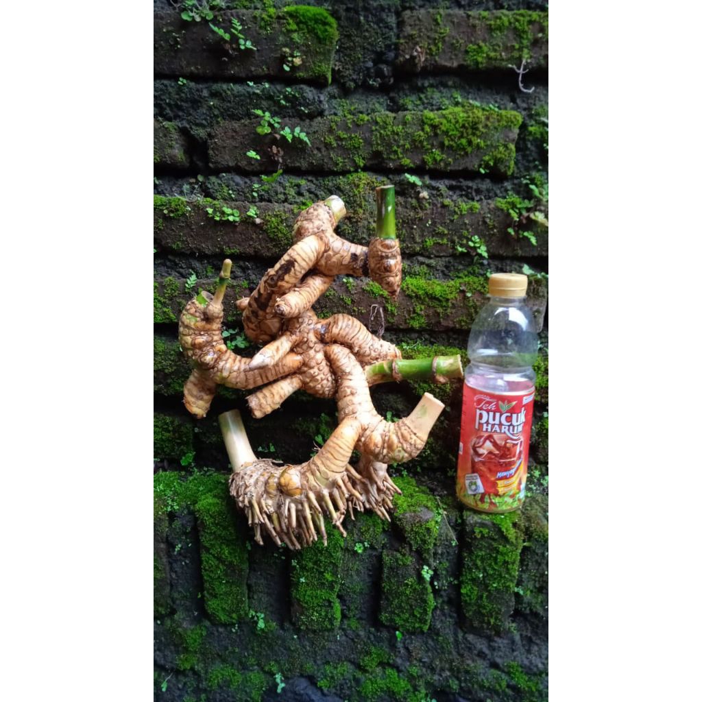 Jual Bahan bonsai bambu ijo carang gantung | Shopee Indonesia