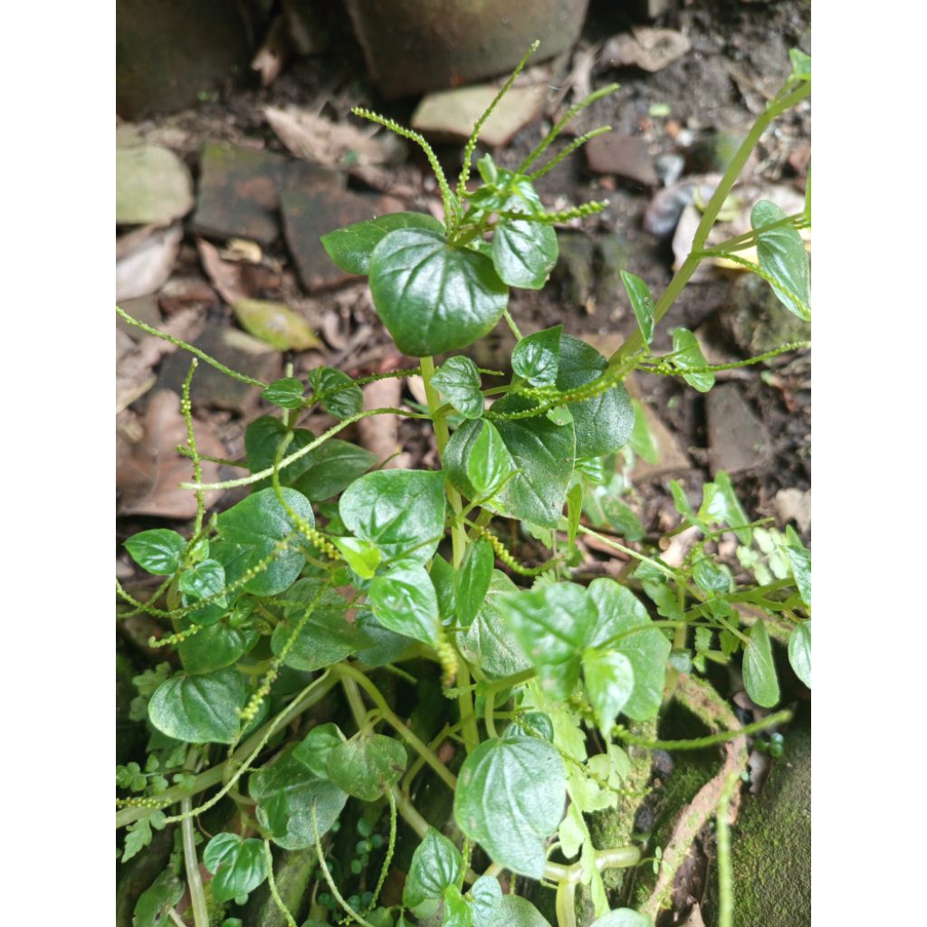 Jual Daun sirih cina / peperomia pellucida / Tumbuhan sirih cina segar ...