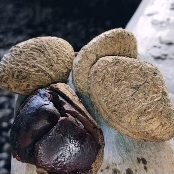 Jual Kluwek /Picung Kepayang Full Hitam Untuk Bikin Bumbu Rawon DLL ...