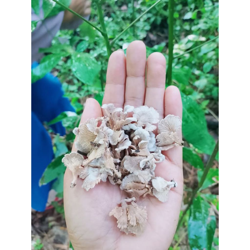 Jual jamur grigit kering asli lampung sumatra,dikeringkan agar tetap ...