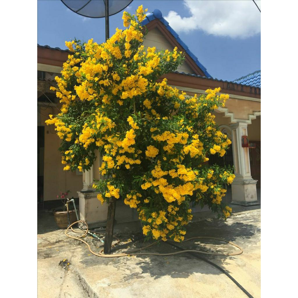 Jual Tanaman Bunga Tekomaria/Tanaman Hias Tecomaria | Shopee Indonesia