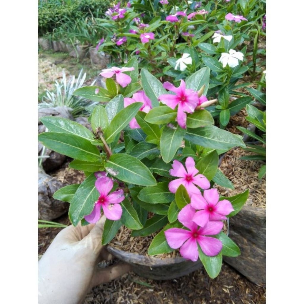 Jual Tanaman bunga Vinca Atau Bunga Tapak dara Bunga Pink | Shopee ...