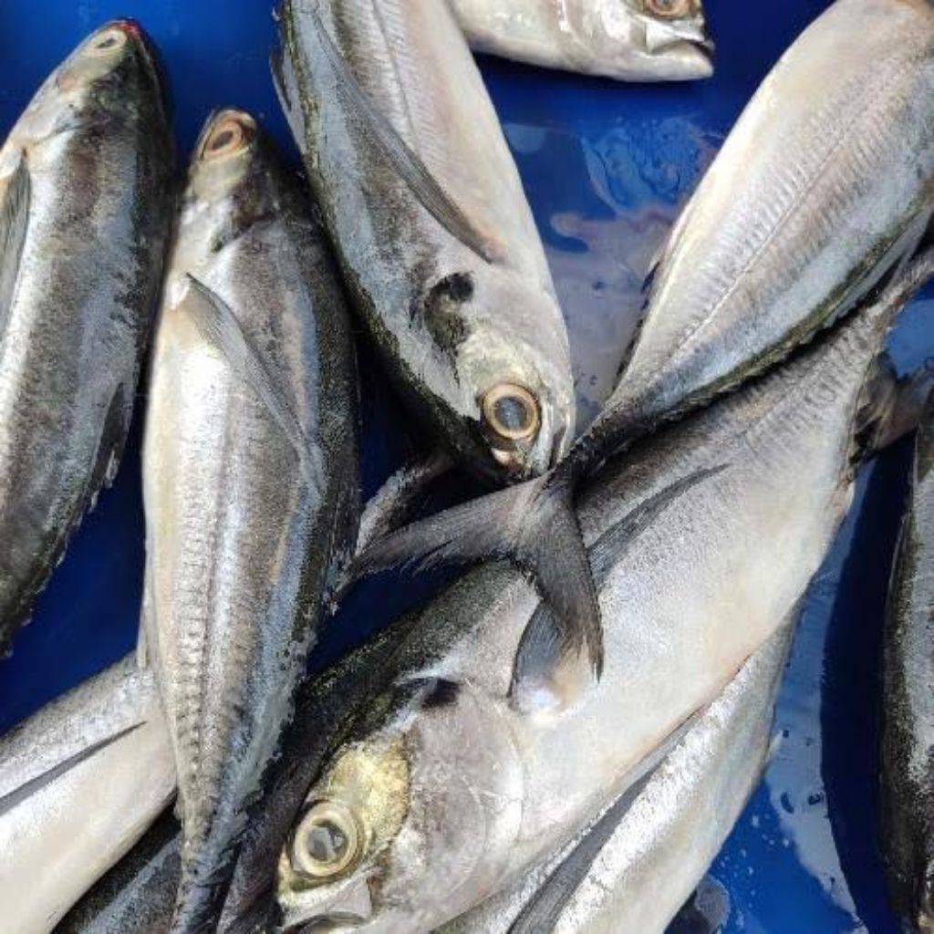 Jual Ikan Caru / Ikan Tegang Ekor (Ikan Segar) (Seafood Segar) | Shopee ...
