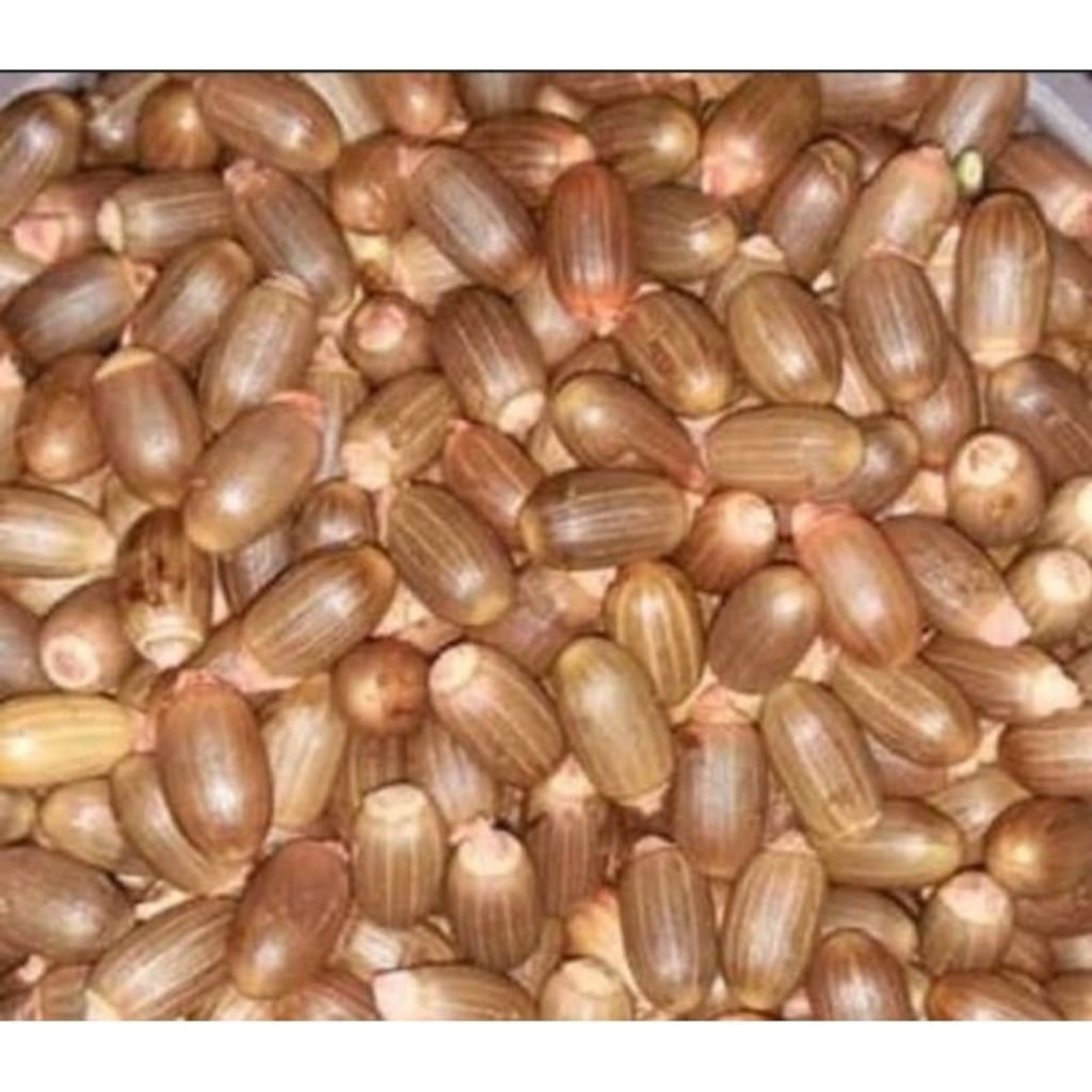 Jual 1kg biji melinjo kulitas super asli serang banten | Shopee Indonesia
