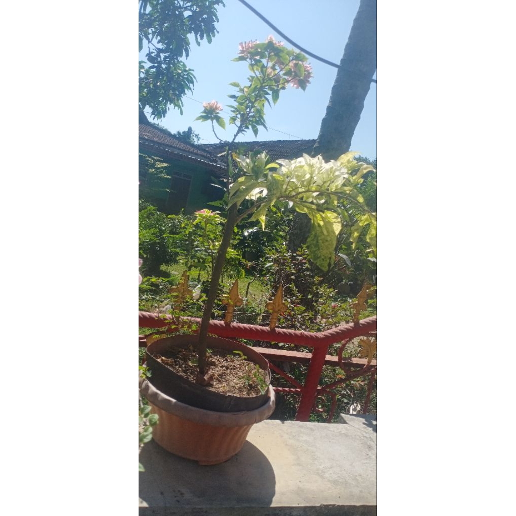 Jual bugenvil | Shopee Indonesia