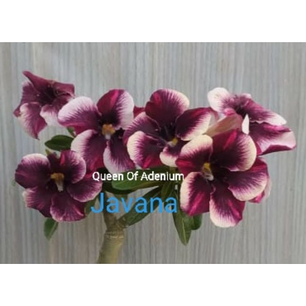 Jual Adenium SINGLE kamboja Jenis JAVANA Size A ( Bunga akan sesuai ...