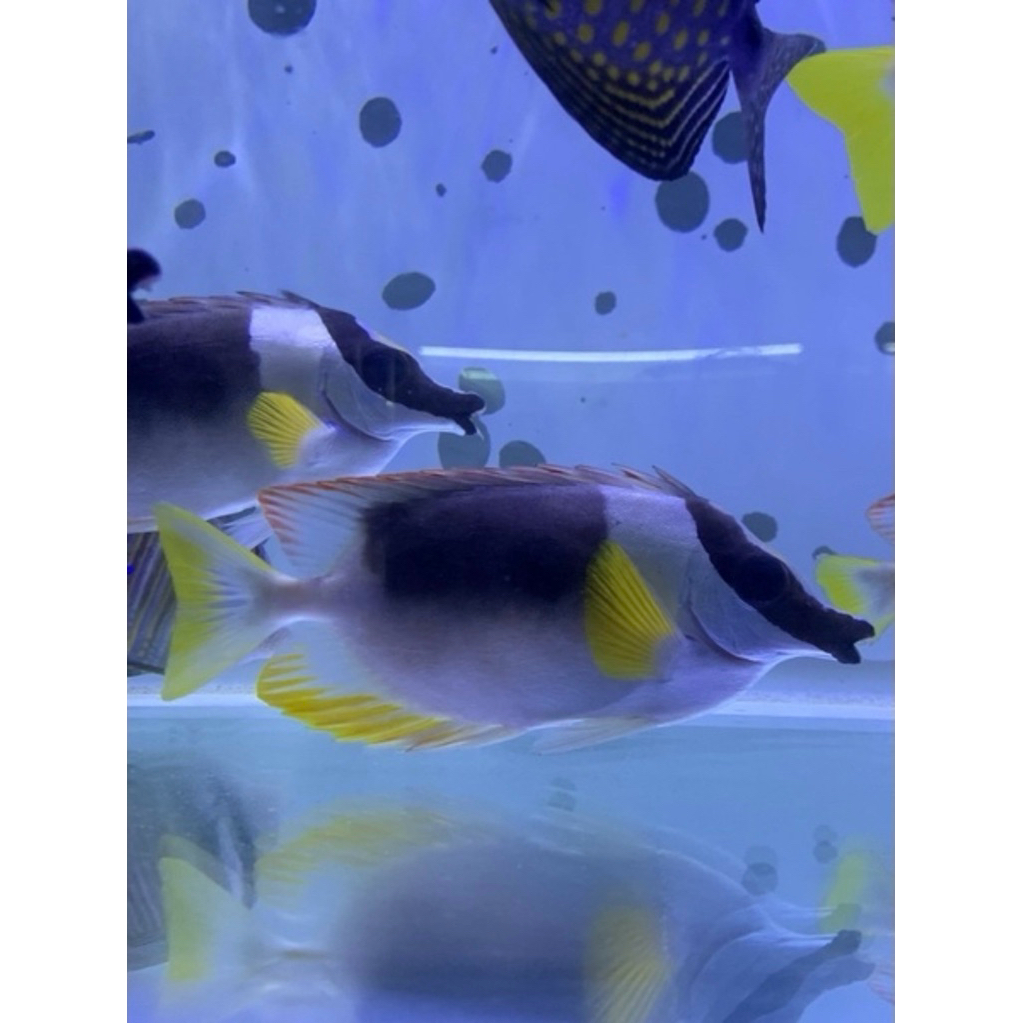 Jual Ikan Hias Air Laut Samadar Cicit Padang | Shopee Indonesia