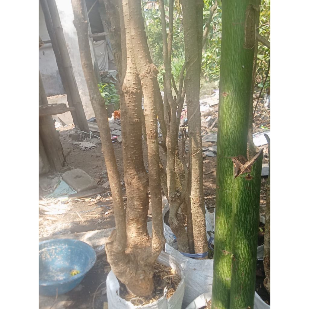 Jual mentaos bahan bonsai batang besar siap sambung dengan anting putri ...