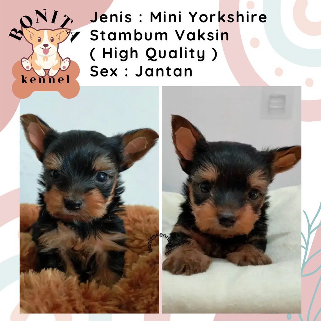 Jual Yorkshire Terrier Stambum Jantan Betina Jantan Anak Anjing ...