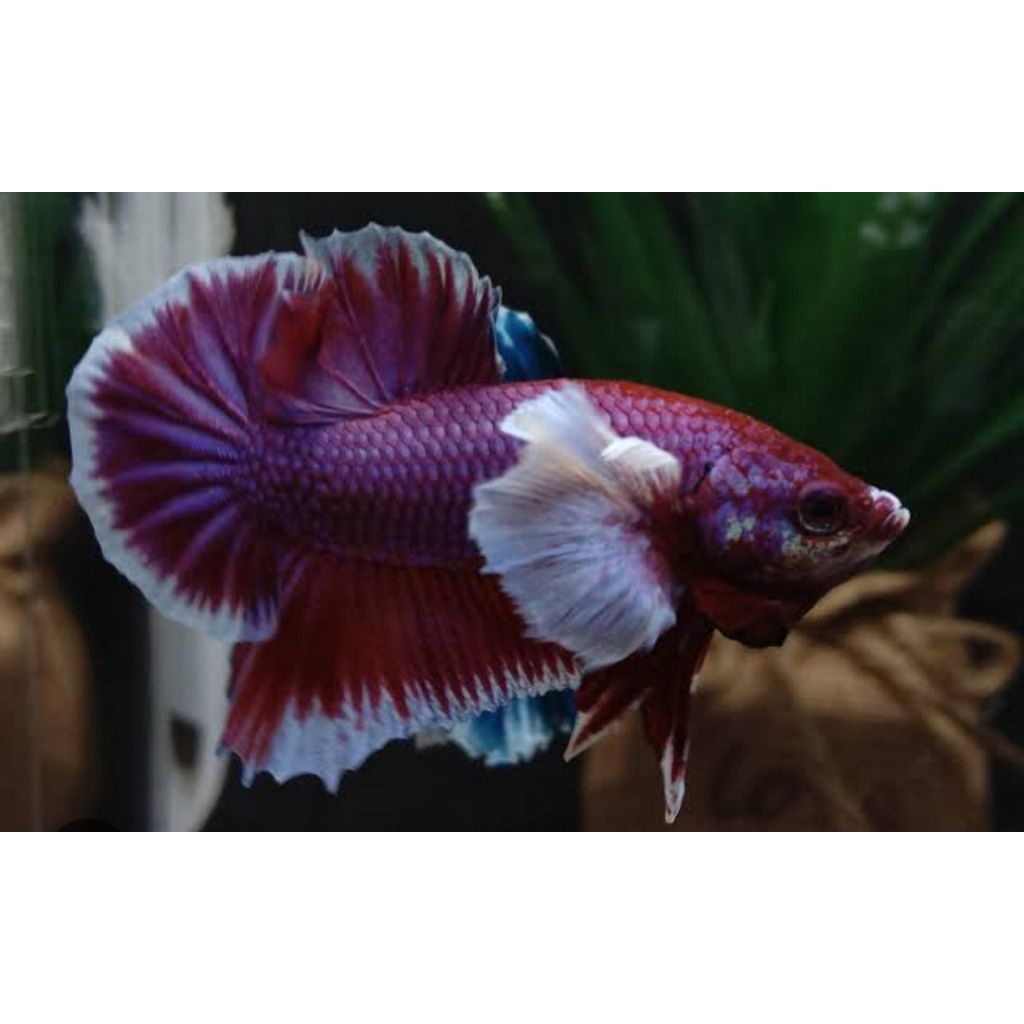 Jual ikan cupang PKDE | Shopee Indonesia