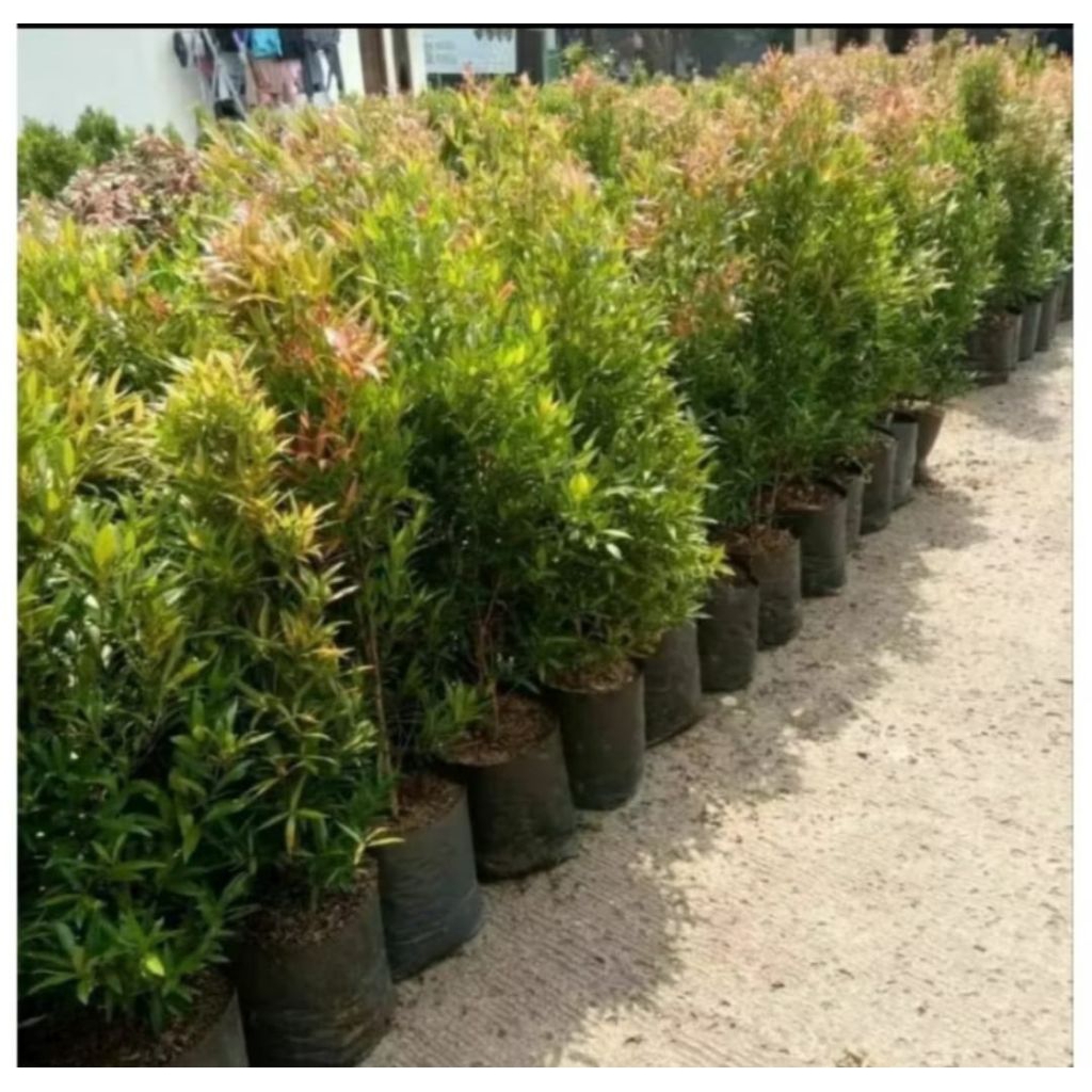 Jual bibit tanaman pucuk merah 80cm-1meter up | Shopee Indonesia