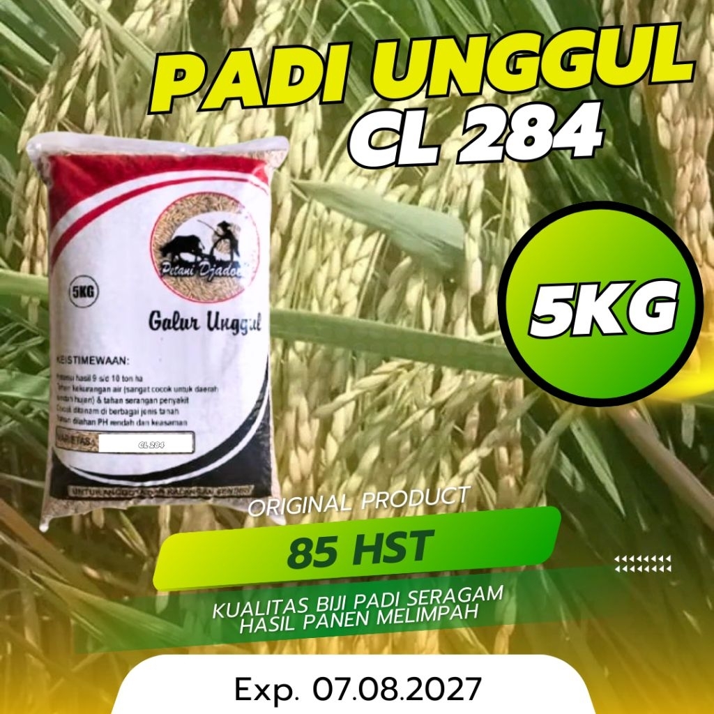 Jual benih padi unggul cl 284 terbaru bibit padi kemasan 5kg | Shopee Indonesia