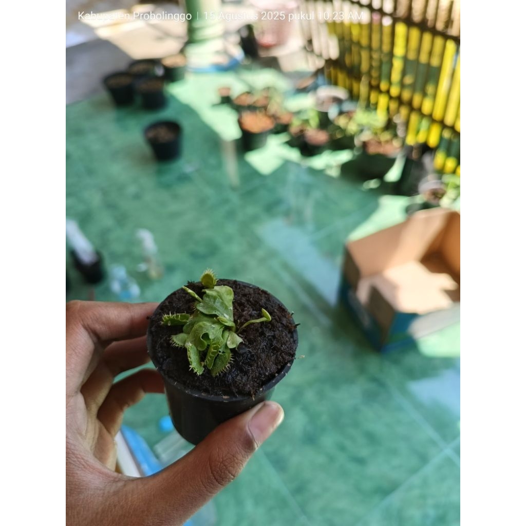 Jual dionaea muscipula tanaman pemakan serangga VFT jenis fused tooth ...