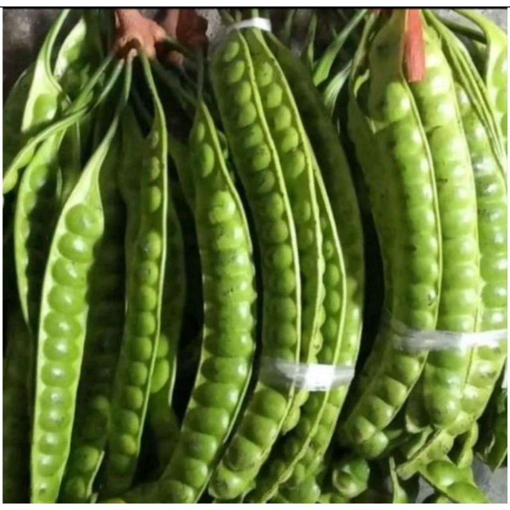 Jual satu iket pete/peuteuy isi 10 papan | Shopee Indonesia