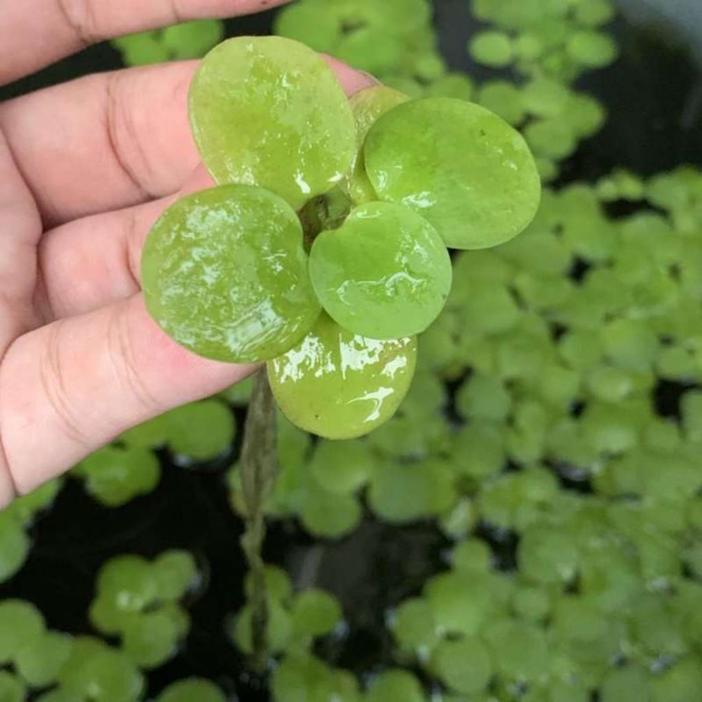 Jual Tanaman Amazon frogbit tanaman air apung | Shopee Indonesia