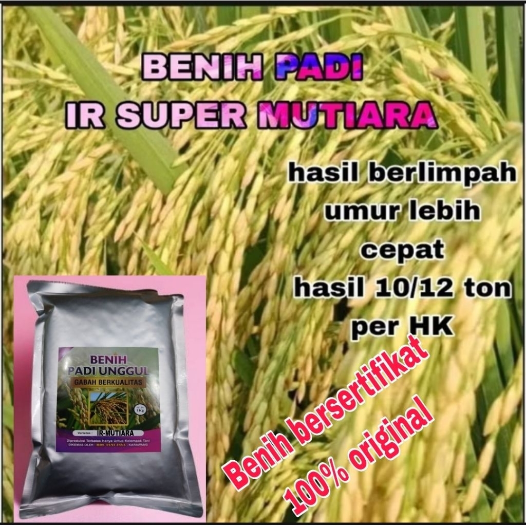 Jual BENIH PADI IR MUTIARA PREMIUM 1KG BERSERTIFIKAT ADA HARGA ADA ...