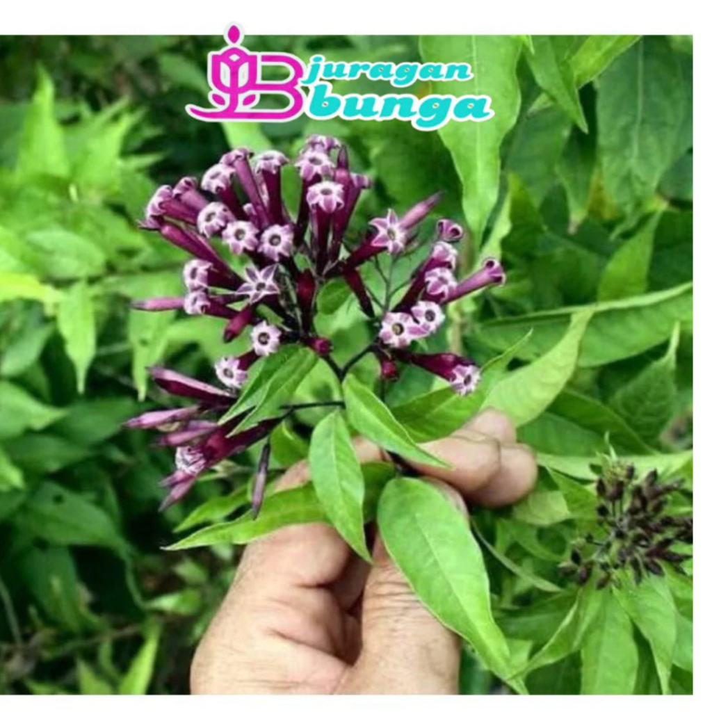 Jual bibit bunga Arum dalu warna ungu / sedap malam ungu langka ...
