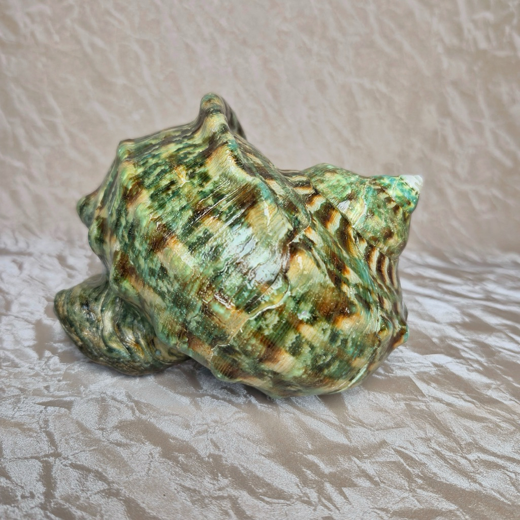 Jual Turbo Shell Sculpture Type B Kerang Turbo by Kharisma Kerang ...