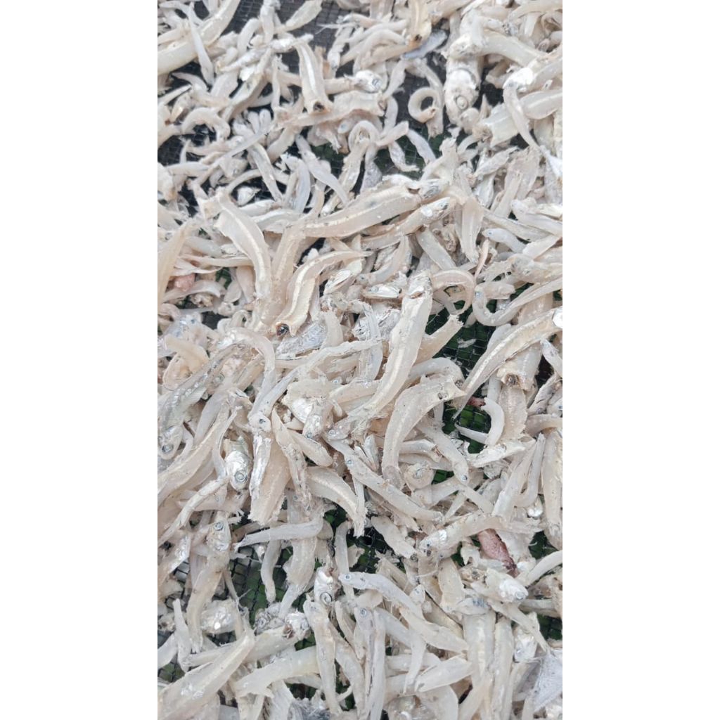 Jual TERI KATAK ATAU TERI GEPENG REBUS LAUT | Shopee Indonesia
