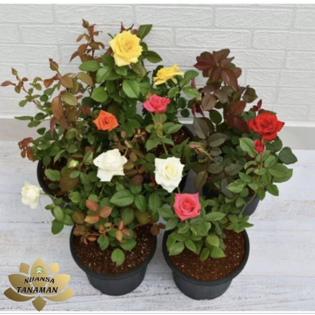 Jual Tanaman Hias Pohon Bunga Mawar Sudah Berbunga/Pohon Mawar Wangi Sudah Berbunga | Shopee ...