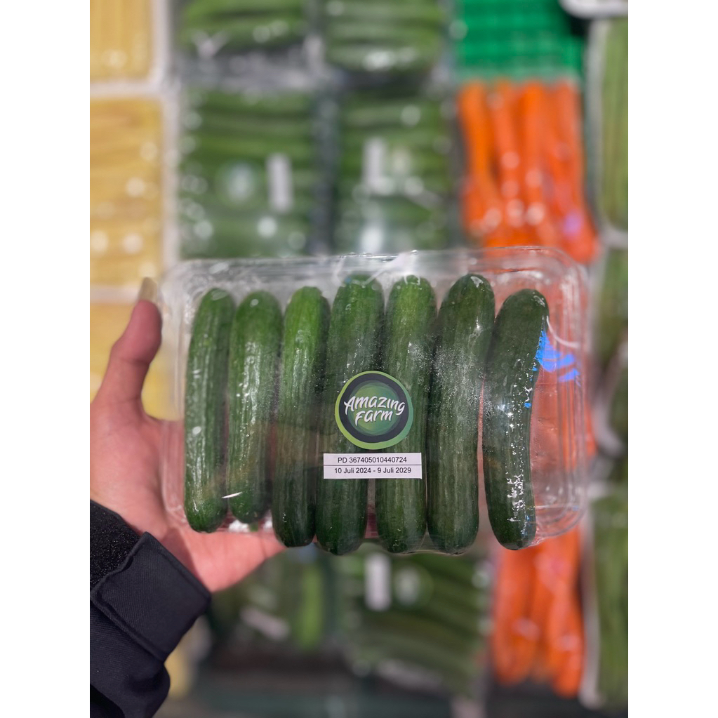 Jual Mini Cucumber Hidroponic | Timun Mini Hidroponic | Pack | Shopee ...