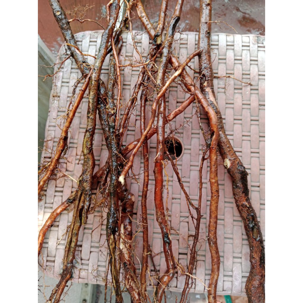 Jual akar pat kua /akar pak kua kering / patkua / pakkua | Shopee Indonesia