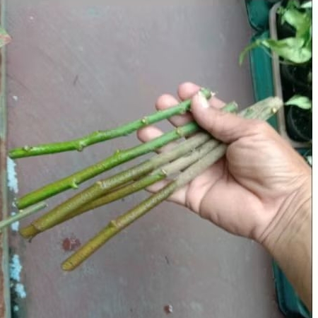 Jual stek batang pohon pat kua / pakkua /patkua /pak kua | Shopee Indonesia