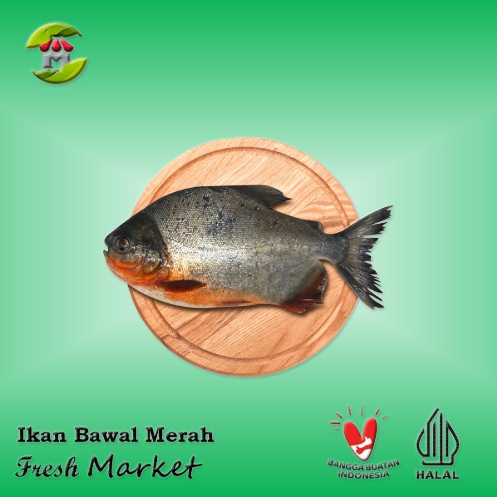 Jual [JAKPUS] Ikan Bawal Merah Tawar 900gr - 1kg | Shopee Indonesia
