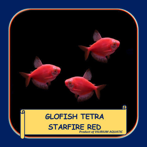 Jual IKAN HIAS AIR TAWAR - GLOWING FISH TETRA STARFIRE RED (MERAH ...