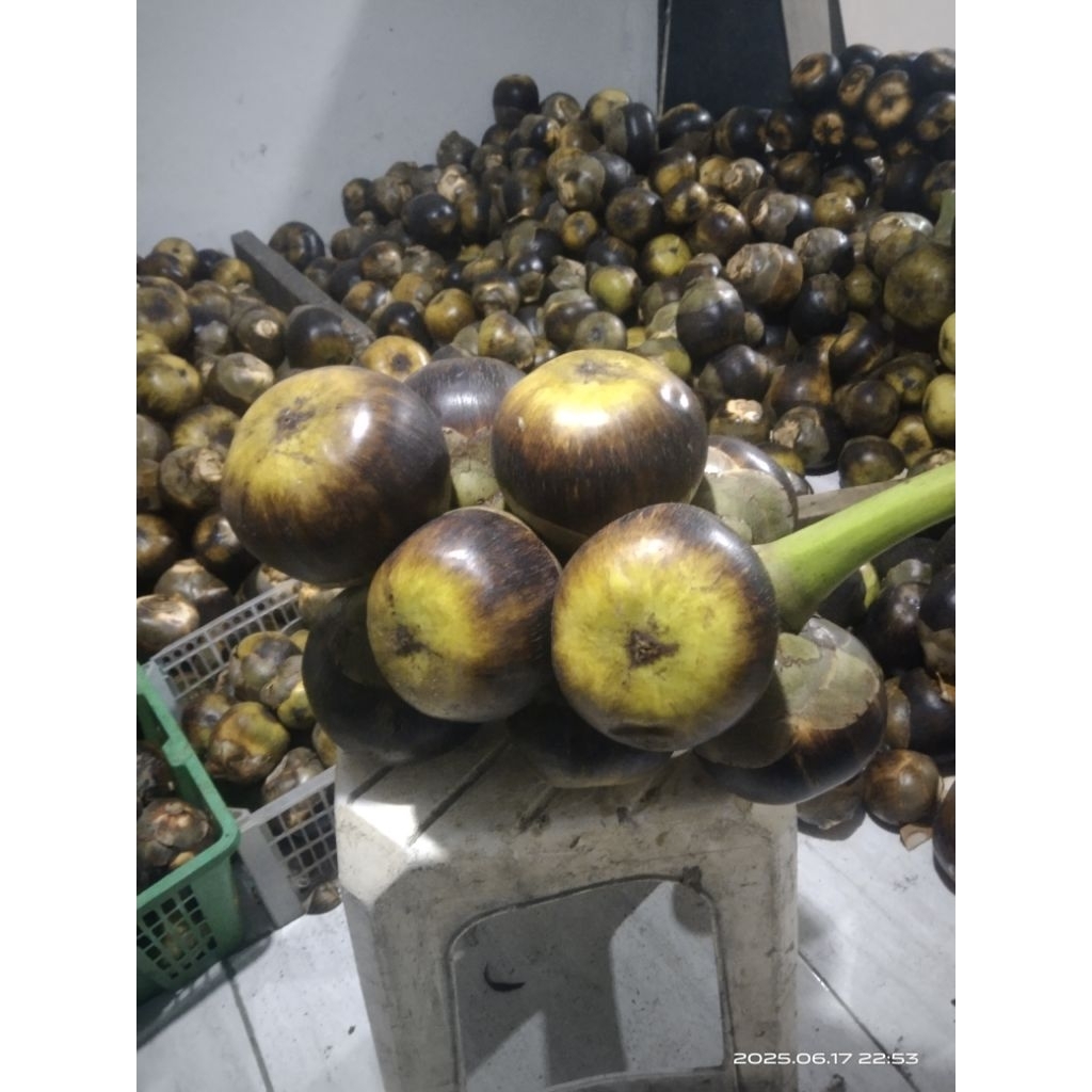 Jual BUAH LONTAR UTUH FRESH ISI 3BIJI | Shopee Indonesia