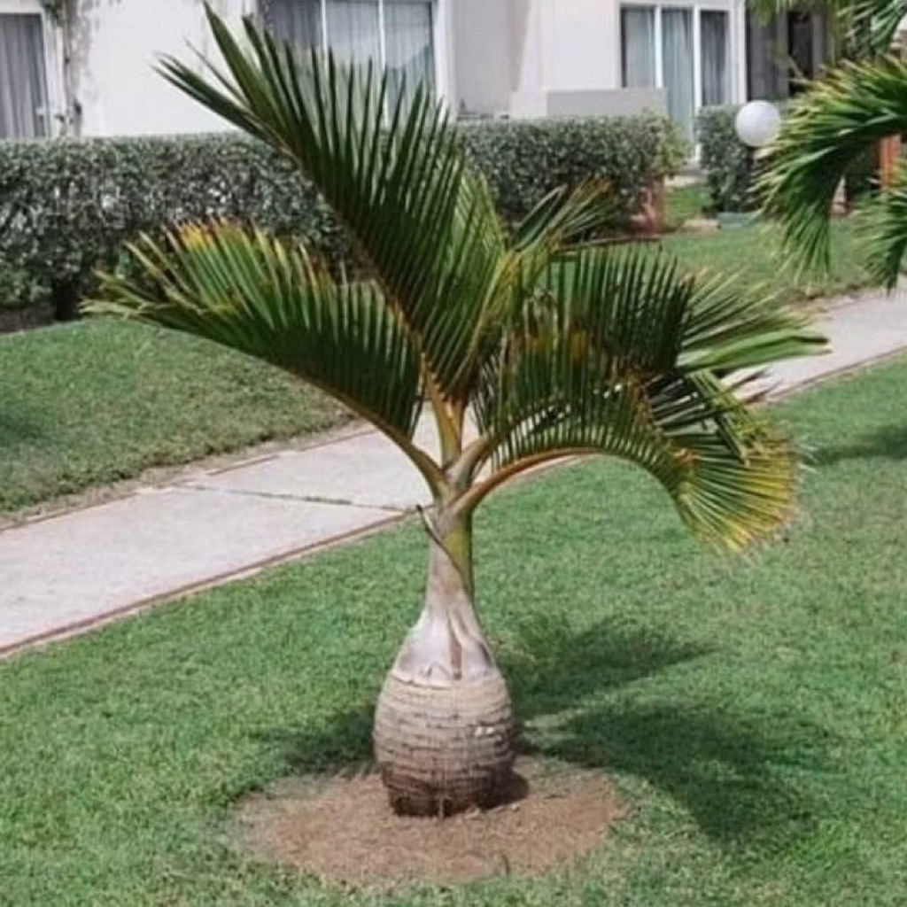 Jual TERMURAH!! Tanaman Hias Palm Merah Botol 1metee Tanaman Hias Palm ...