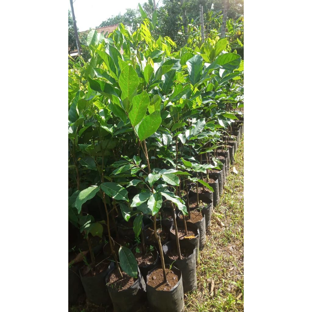 Jual Pohon Rambutan Siap buah | Shopee Indonesia