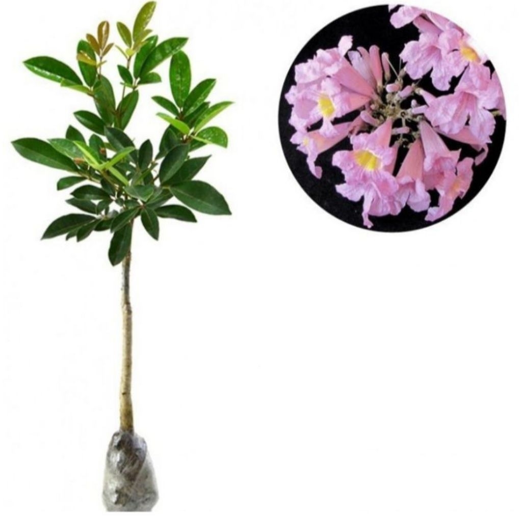 Jual Pohon tabebuya bunga pink / Tanaman tabebuya bunga | Shopee Indonesia