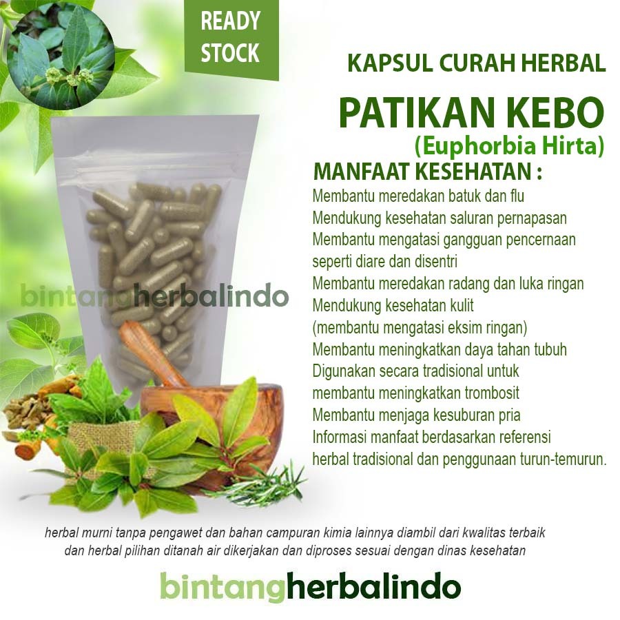 Jual Patikan Kebo 100 Caps Herbal Daya Tahan Tubuh Pernapasan ...