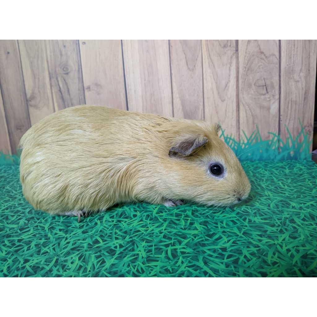 Jual marmut hias / guinea pig american mix | Shopee Indonesia