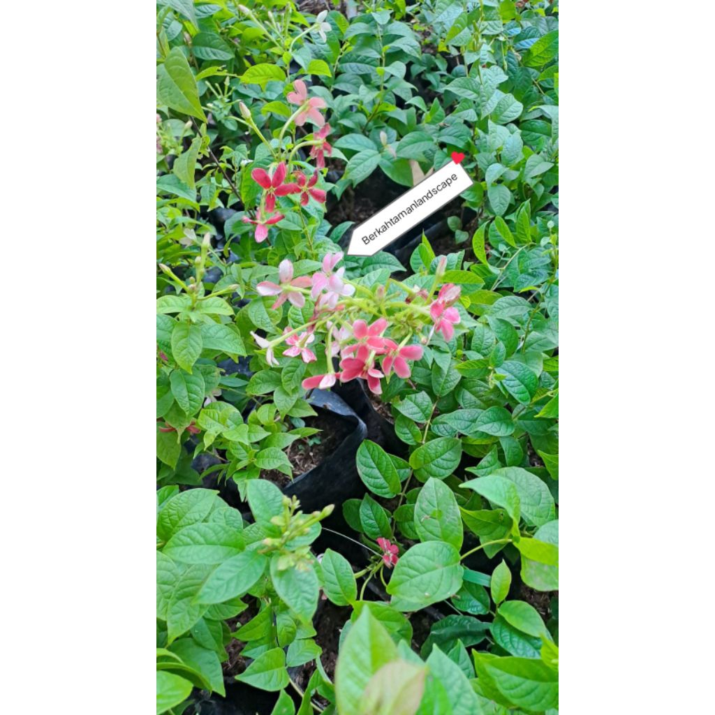 Jual melati Belanda bunga pink putih(bibit pohon melati Belanda ...