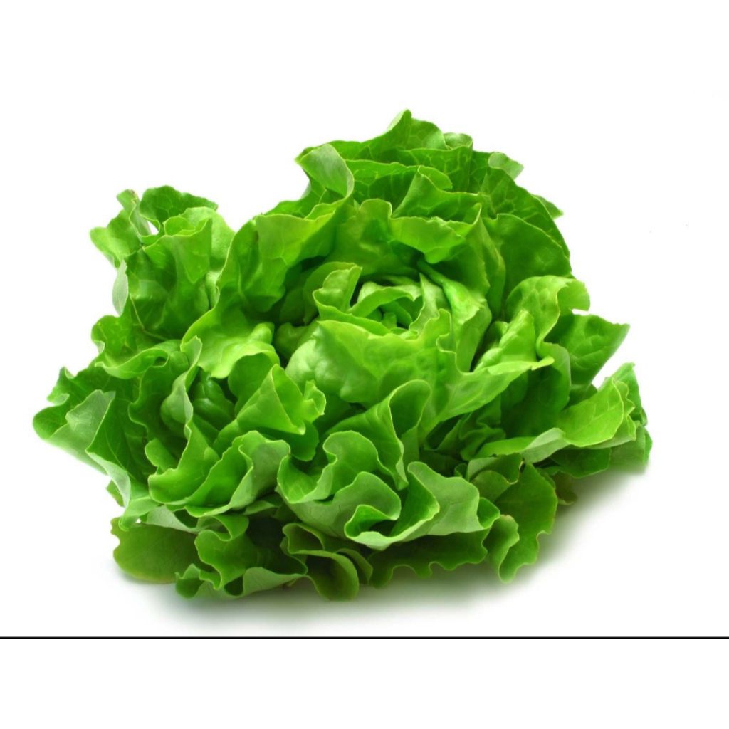 Jual Lettuce 1kg (Harga Berubah Tiap hari) | Shopee Indonesia