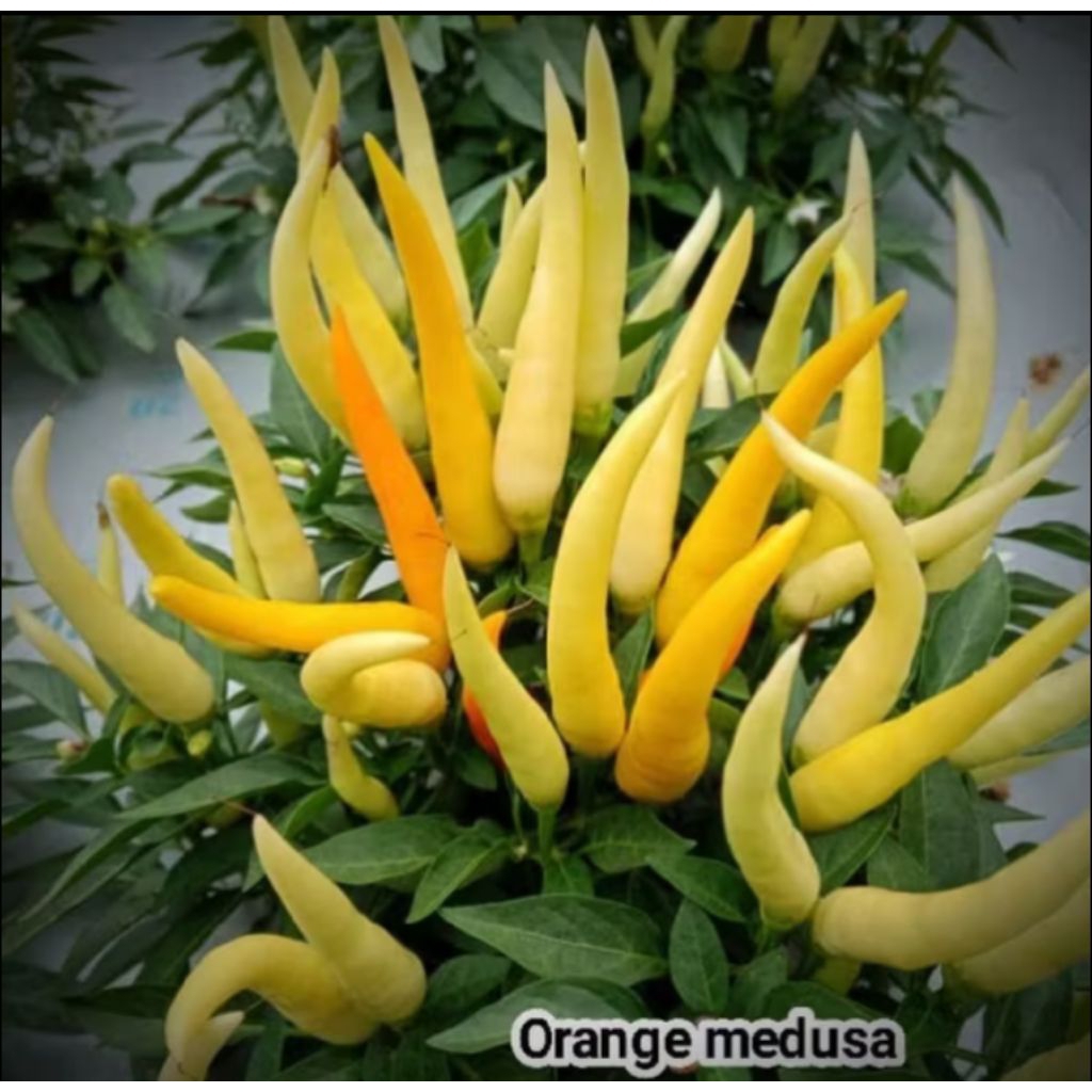 Jual POHON CABE RAWIT ORANGE MEDUSA DEWASA SIAP UNTUK BERBUAH / TANAMAN ...