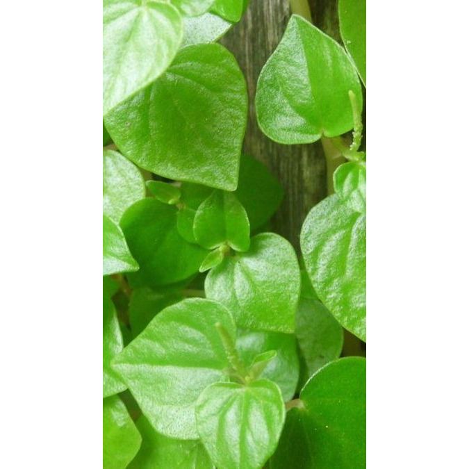 Jual daun suruhan tradisional | Shopee Indonesia