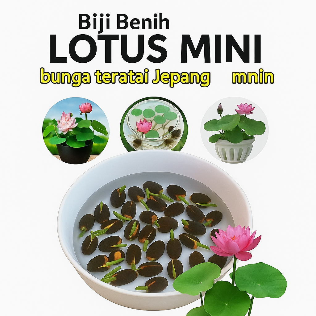 Jual JAVARA SEEDS - Biji Benih Lotus Mini Bunga Teratai - Varian Warna ...
