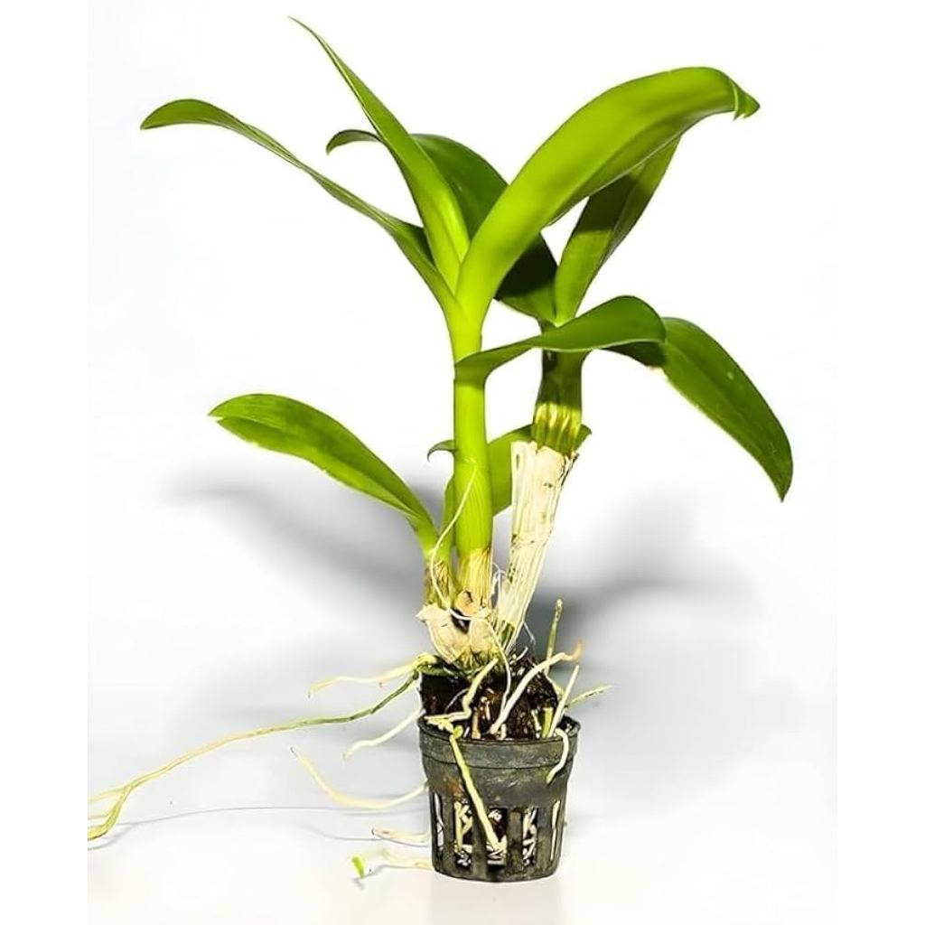 Jual BUMI ORCHIDS Anggrek Dendrobium Hybrid JUMBO | tanaman hias ...