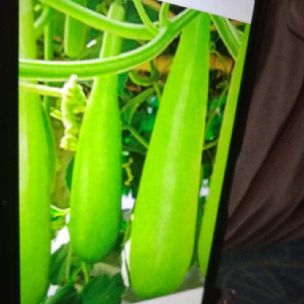 Jual benih labu air/blonceng lokal isi 15 bji | Shopee Indonesia