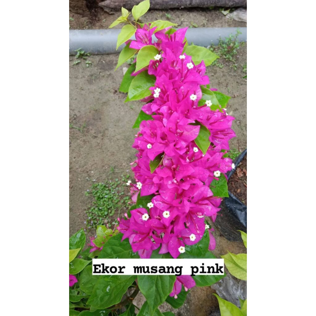 Jual tanaman Bougenville Import Ekor Musang pink | Shopee Indonesia