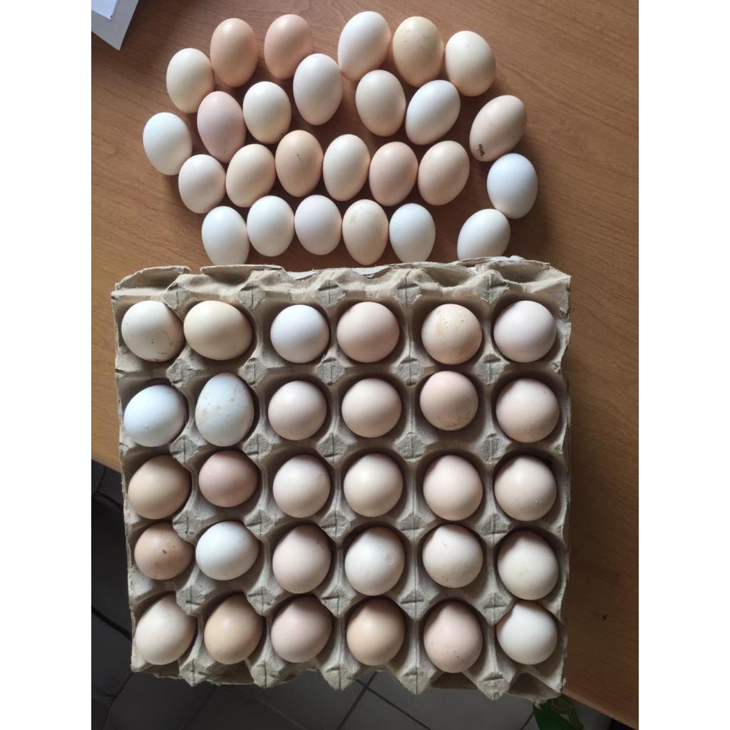 Jual Telur Ayam Kampung 30 Butir | Shopee Indonesia