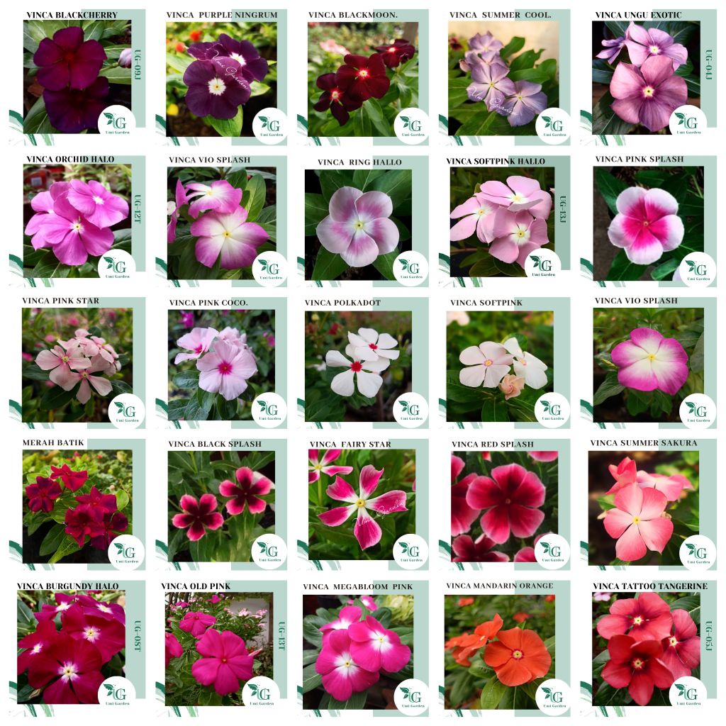 Jual 20 - 50 Biji Aneka Warna Bunga Vinca Benih Tapak Dara Merah Summer ...